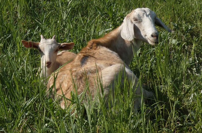 O nás :: U kozy a petržele