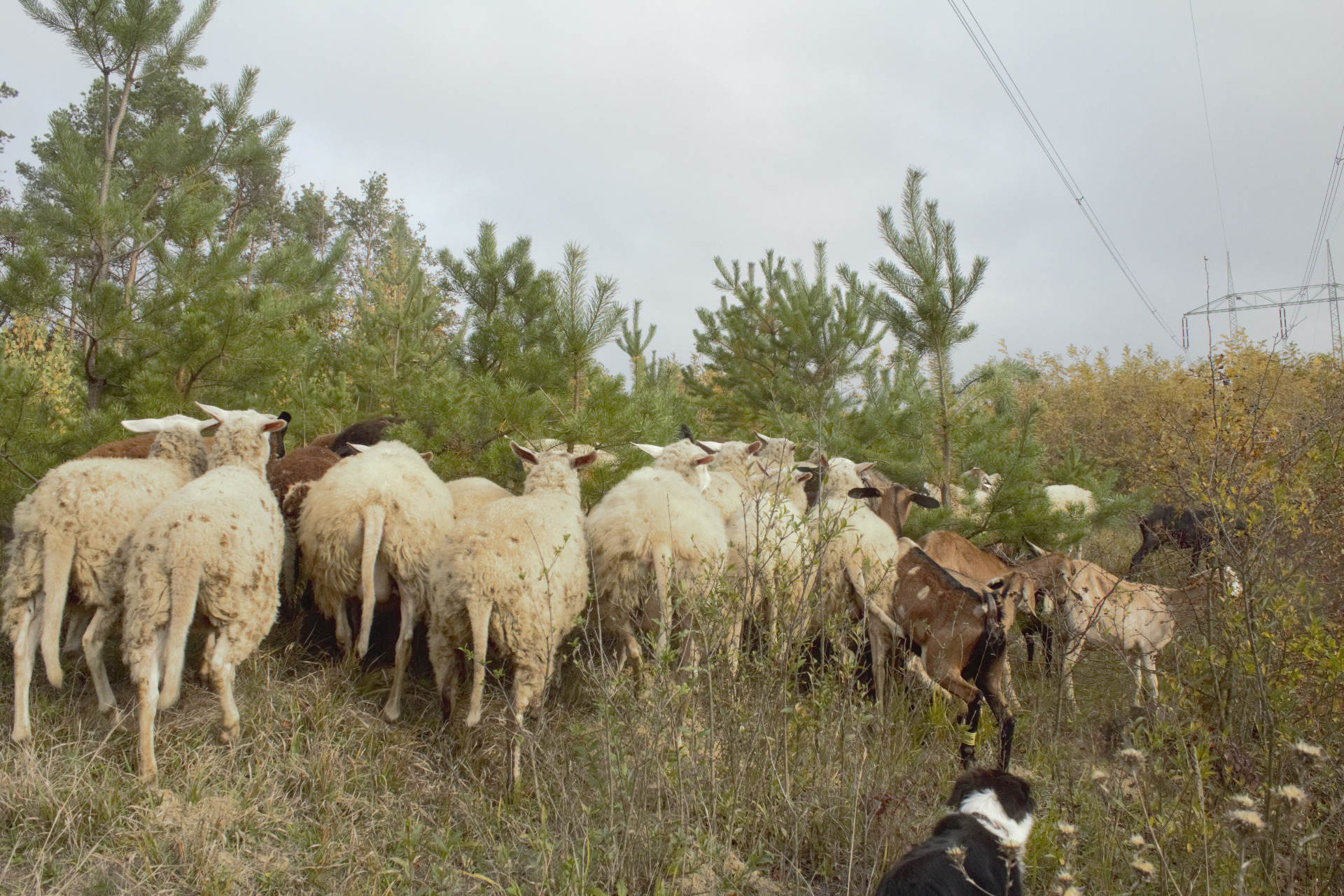 O nás :: U kozy a petržele